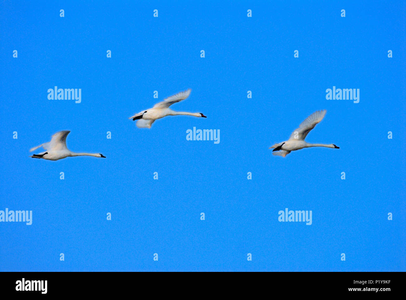 France, three wild swans flying above the French Atlantic coast Stock ...