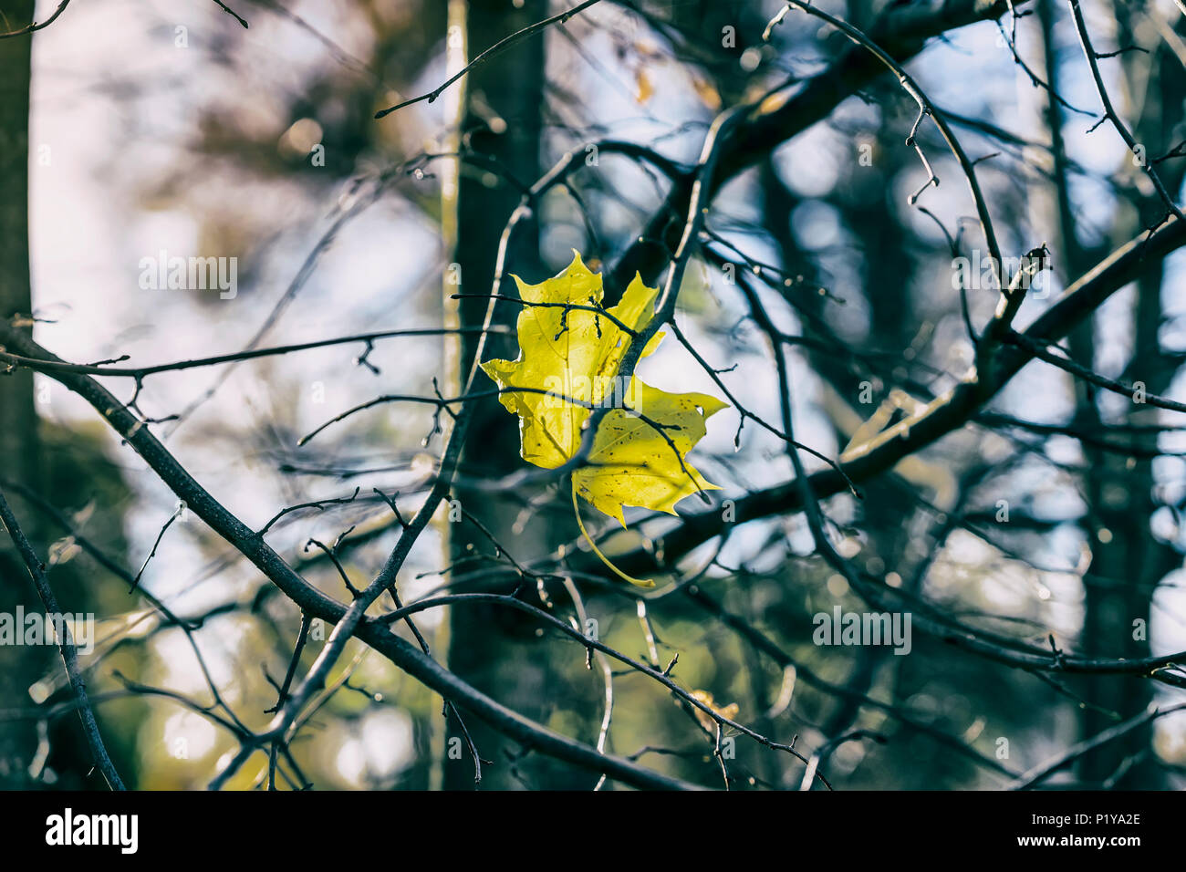 Falling Leaves Background High Resolution Stock Photography and Images ...