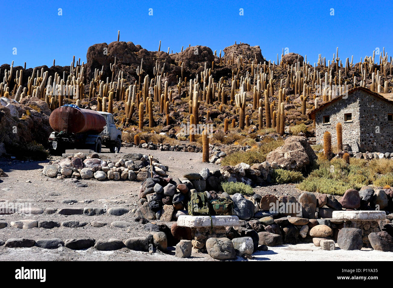 Bolivia, South America, Altiplano, Peruvian Apple Cactus on the Isla ...