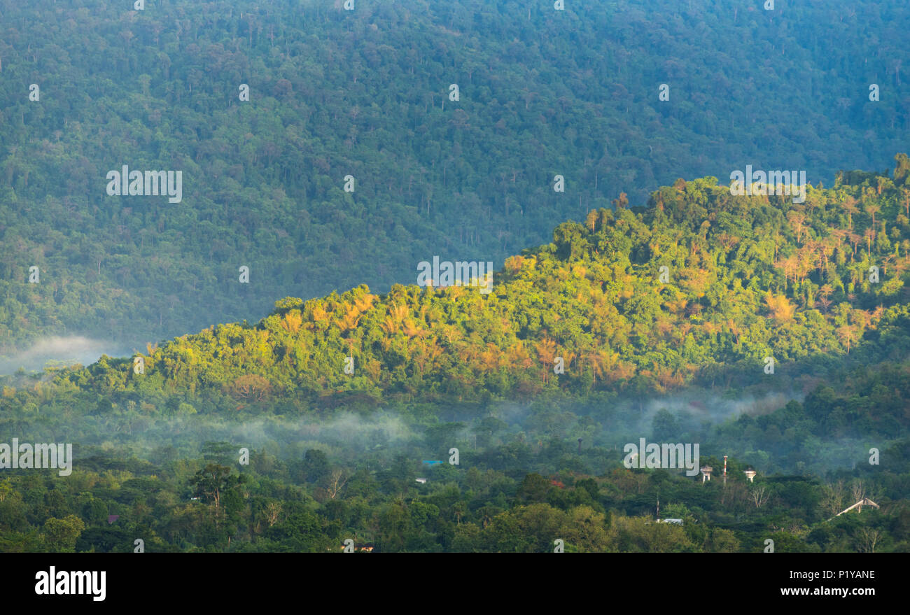 Forest high angle view layer hi-res stock photography and images - Alamy