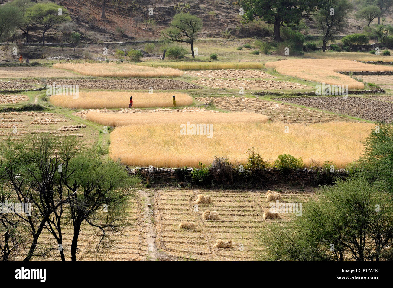 India, Rajasthan, grain and lentils harvest, Khumbalgarh region Stock ...