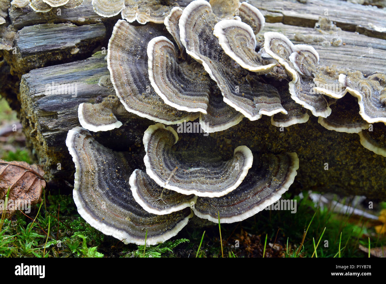 trametes versicolor, also known as coriolus versicolor and polyporus ...