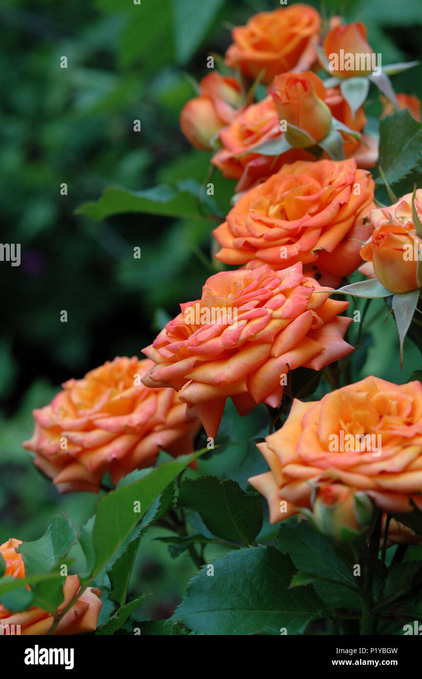 Nikon rose hi-res stock photography and images - Alamy