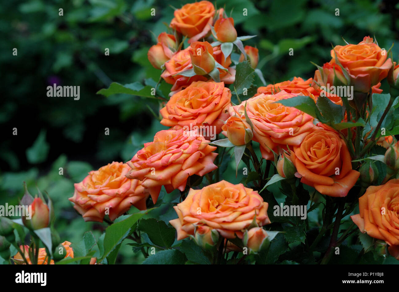 Colourful roses attract the view in the garden Stock Photo - Alamy