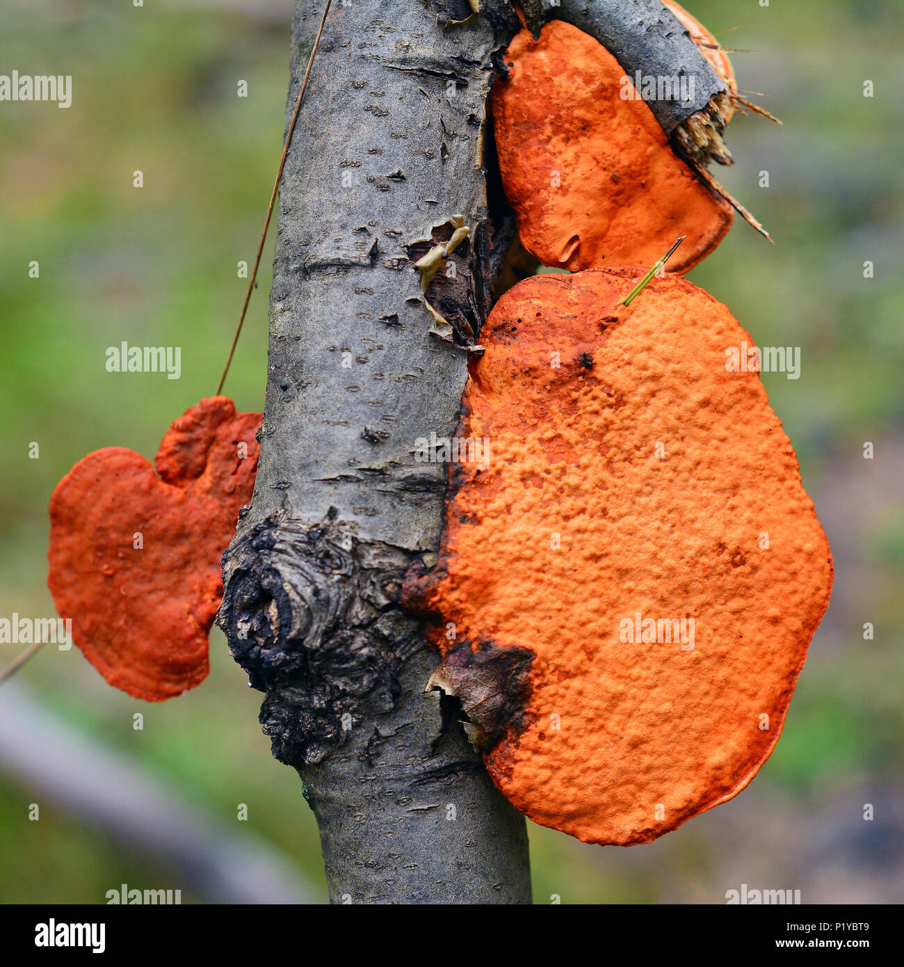red pycnoporus cinnabarinus mushroom on a branch Stock Photo - Alamy