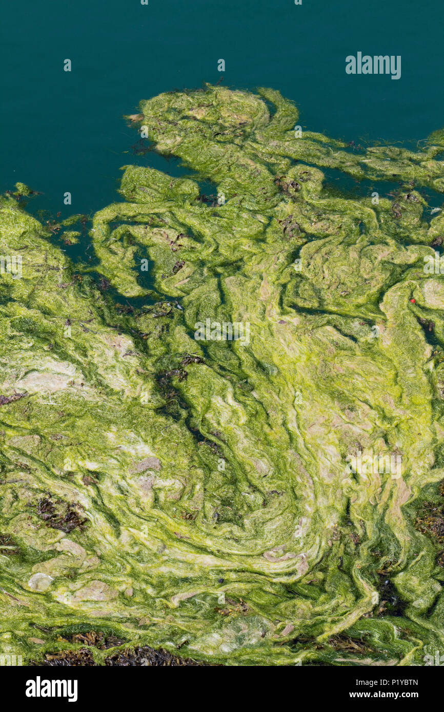 France, green algae Stock Photo - Alamy