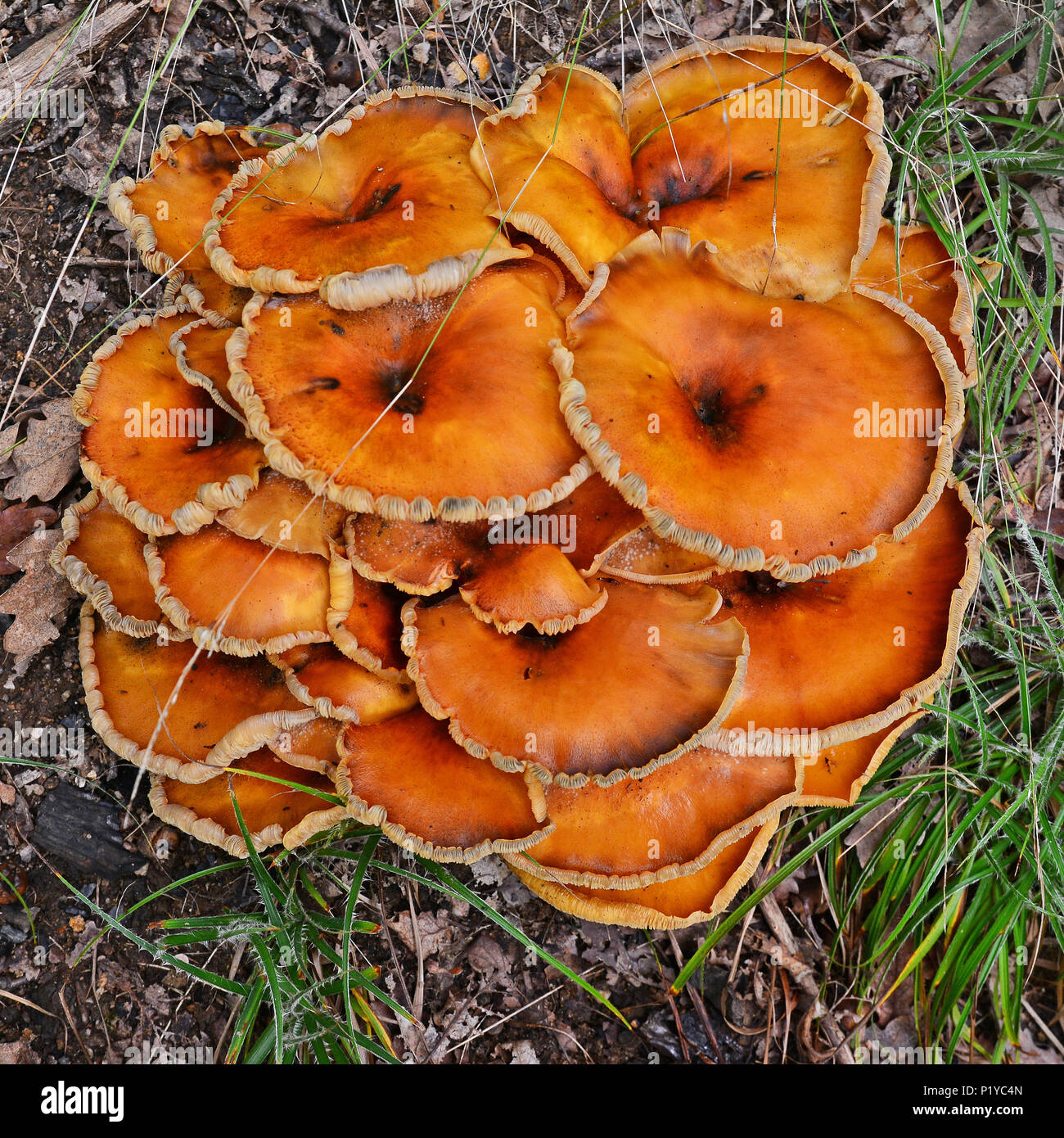 omphalotus illudens mushroom cluster detail, very poisonous Stock Photo ...