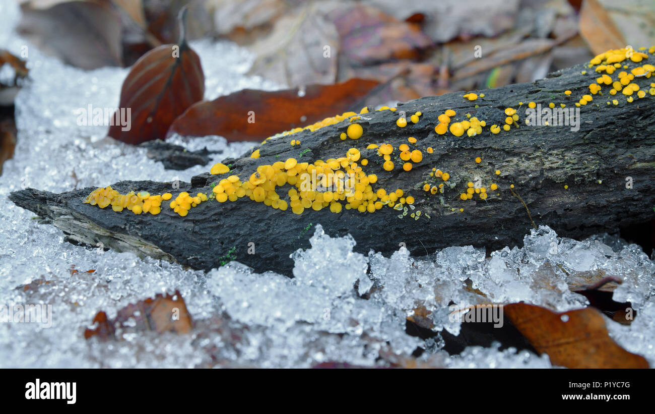Sulfurina hi-res stock photography and images - Alamy