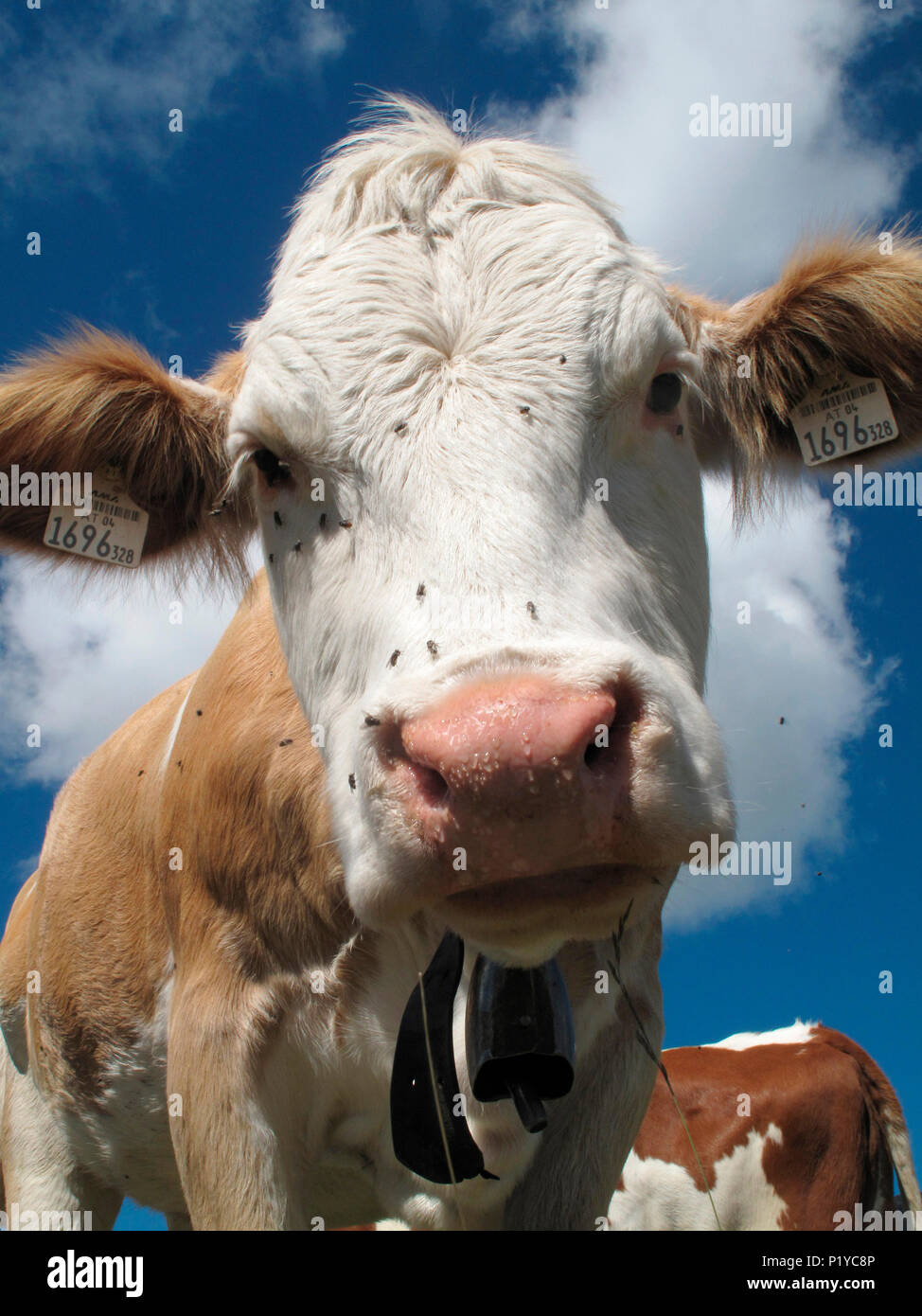 Austria, Tirol, close up on a Simmental cow face watching the ...