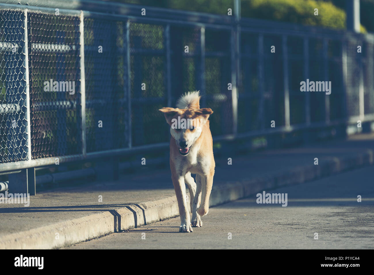 white dog, vintage filter image Stock Photo - Alamy