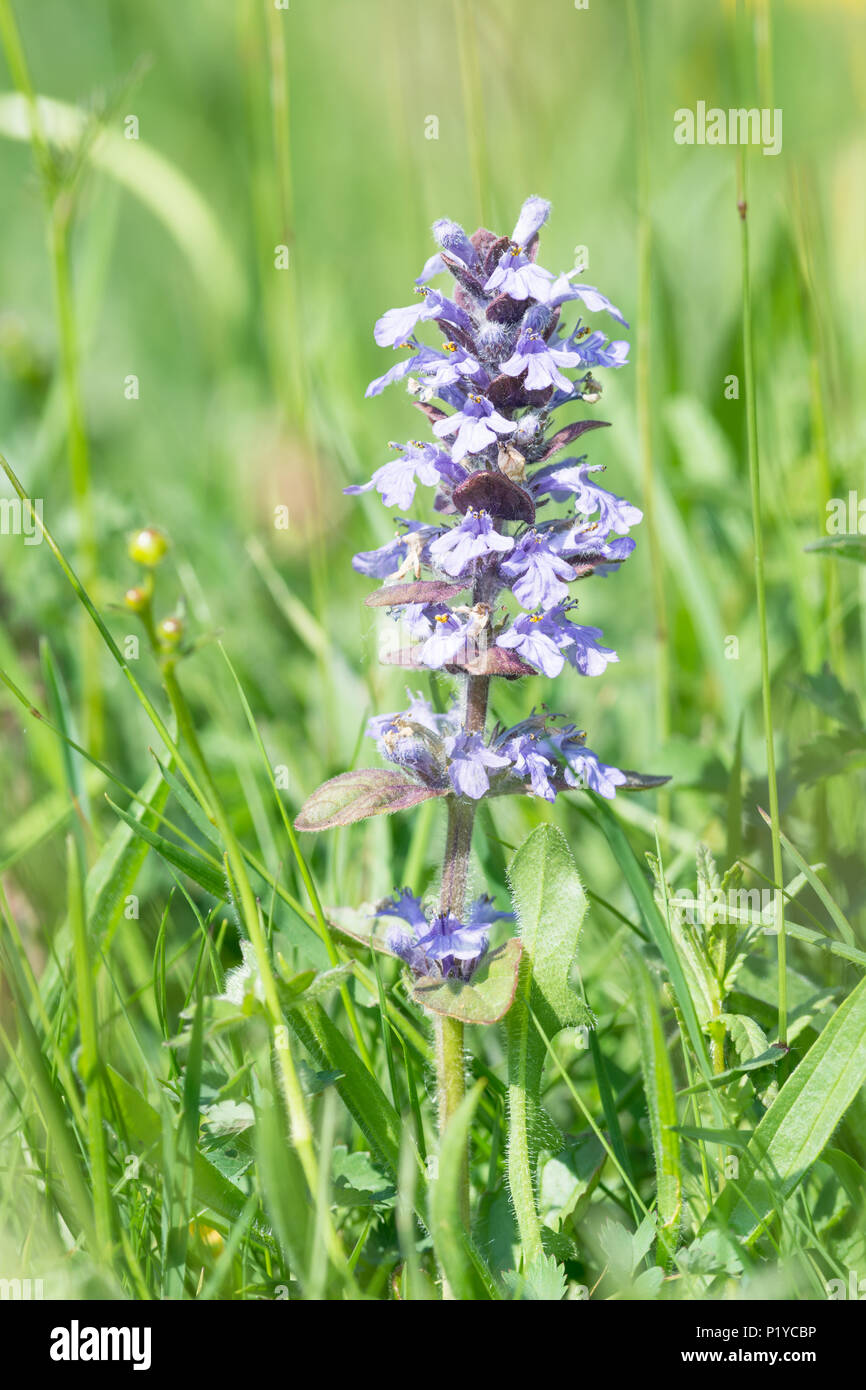 Ajuga reptans, common bugle Stock Photo - Alamy