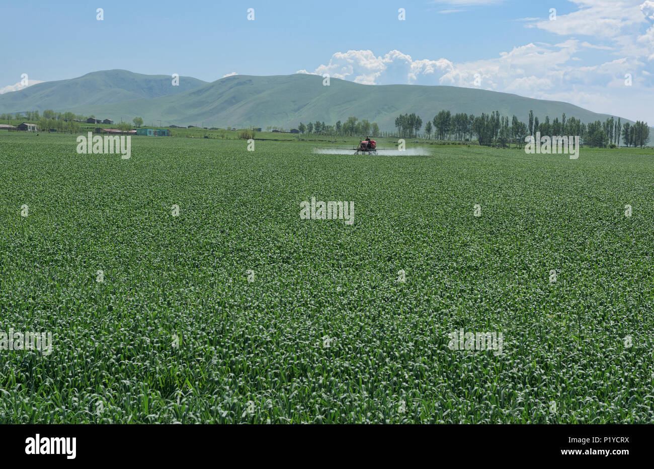 Corn growing under the Tian Shan Range, Narat, Xinjiang, China Stock ...