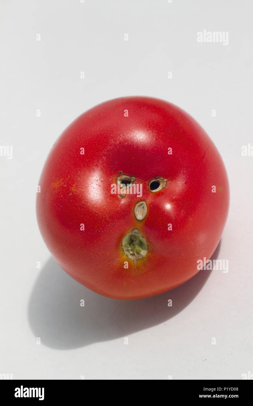 Tomato anatomy hi-res stock photography and images - Alamy