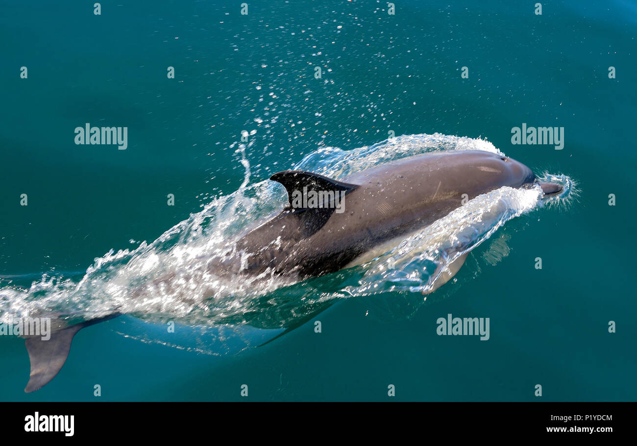 France, Brittany, Finistere, dolphin off the coasts Stock Photo - Alamy
