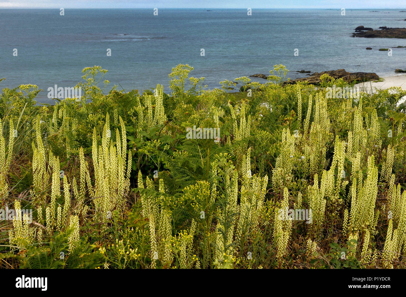 Littoral vegetation hi-res stock photography and images - Alamy