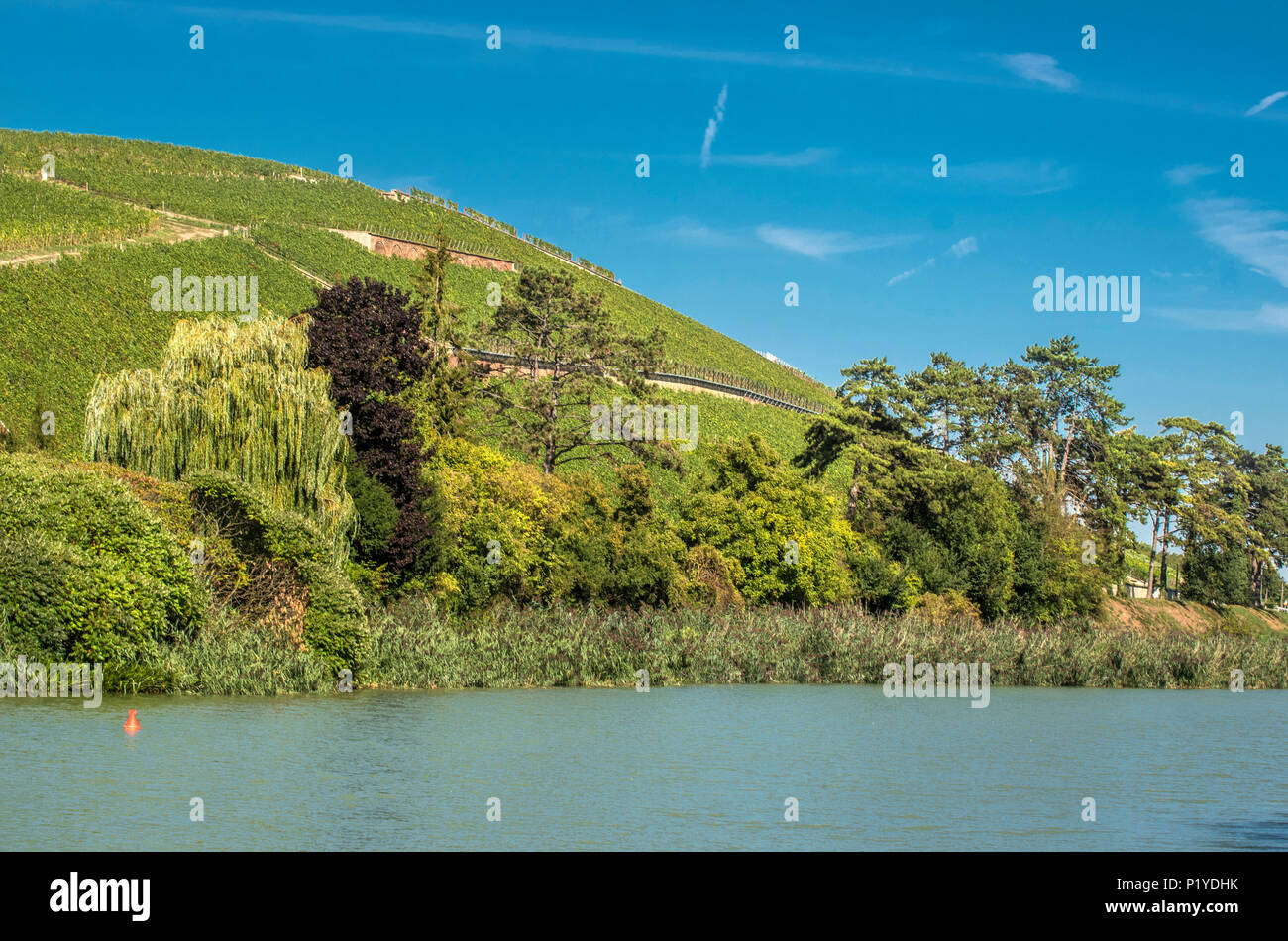 France, Grand Est, Marne, Verzenay, lateral canal of the Marne River ...