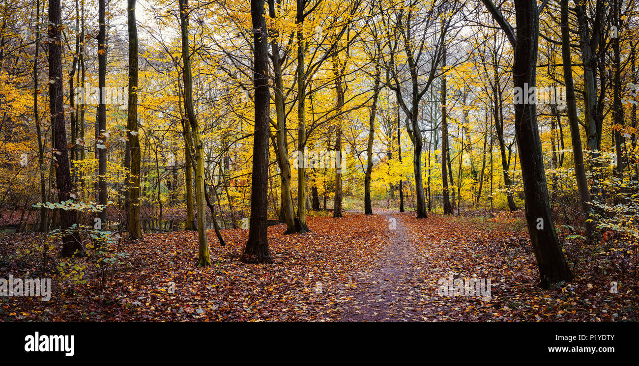 Pathway between yellow trees in the autumn golden forest. Panorama Stock Photo - Alamy