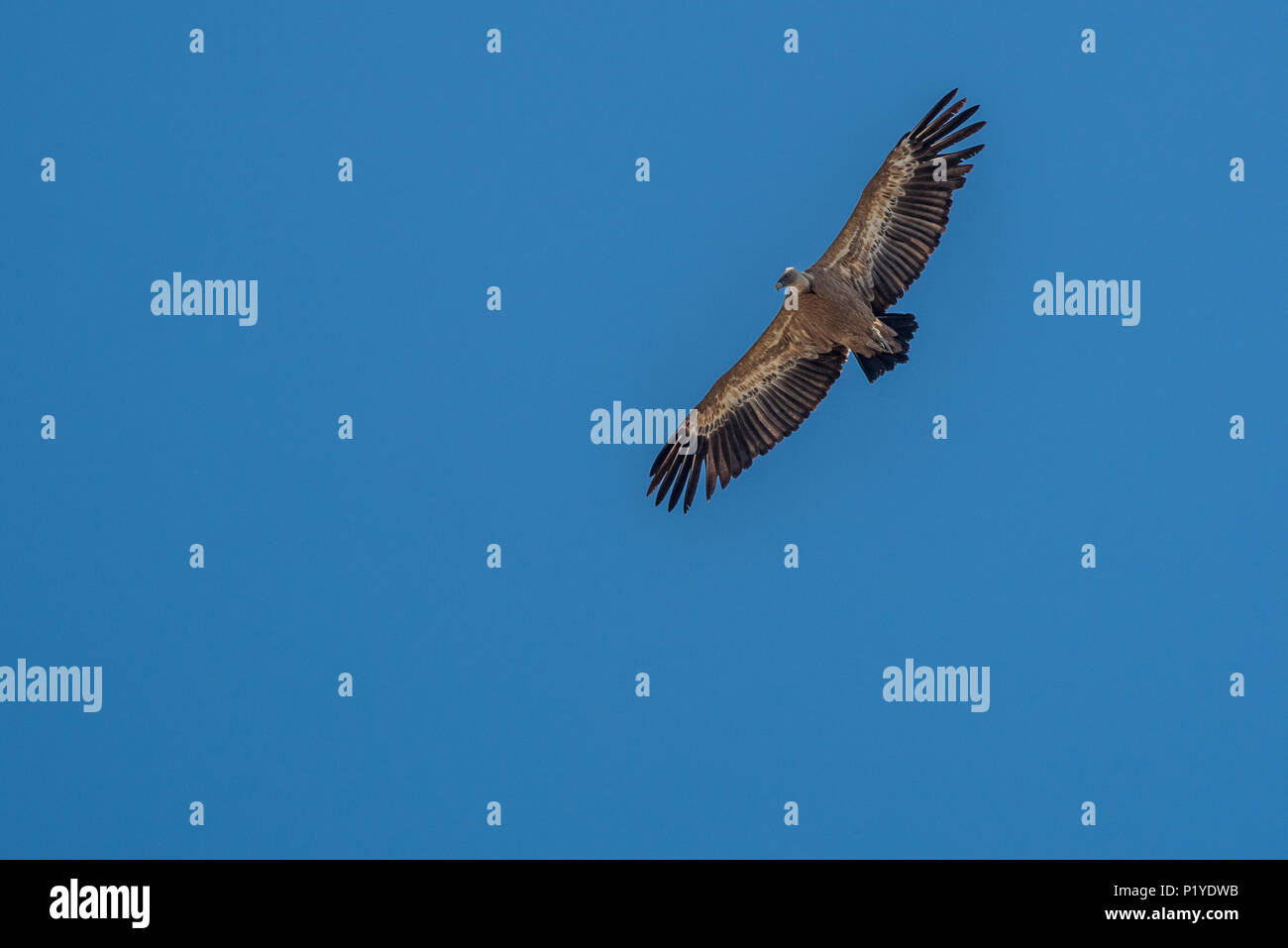 Raptors spain hi-res stock photography and images - Alamy