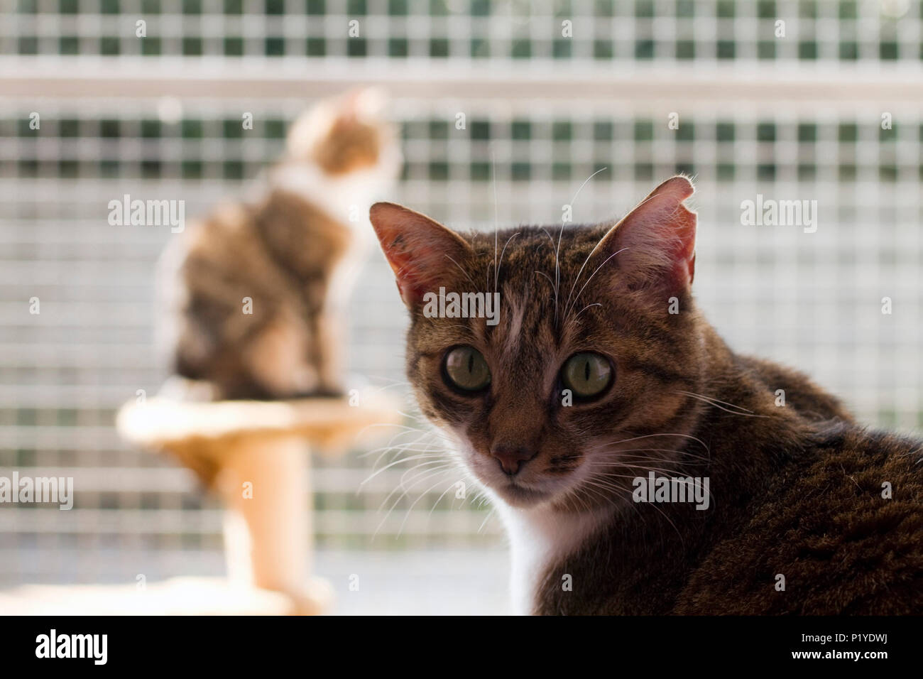 France, cats in a refuge for animals (SPA Stock Photo - Alamy