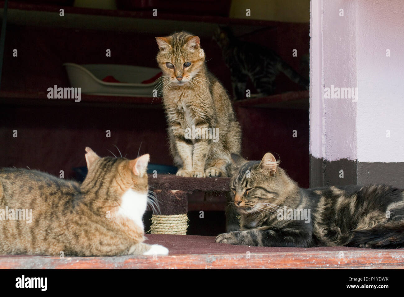 Animal shelter building hi-res stock photography and images - Alamy