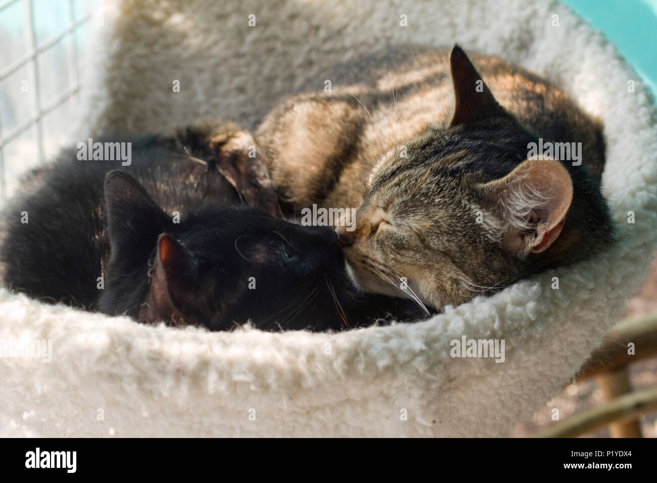 Refuge for animals hi-res stock photography and images - Alamy