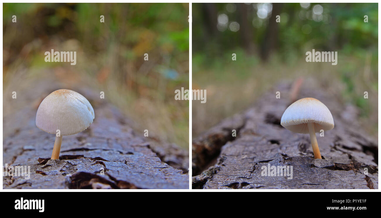Pluteus petasatus hi-res stock photography and images - Alamy