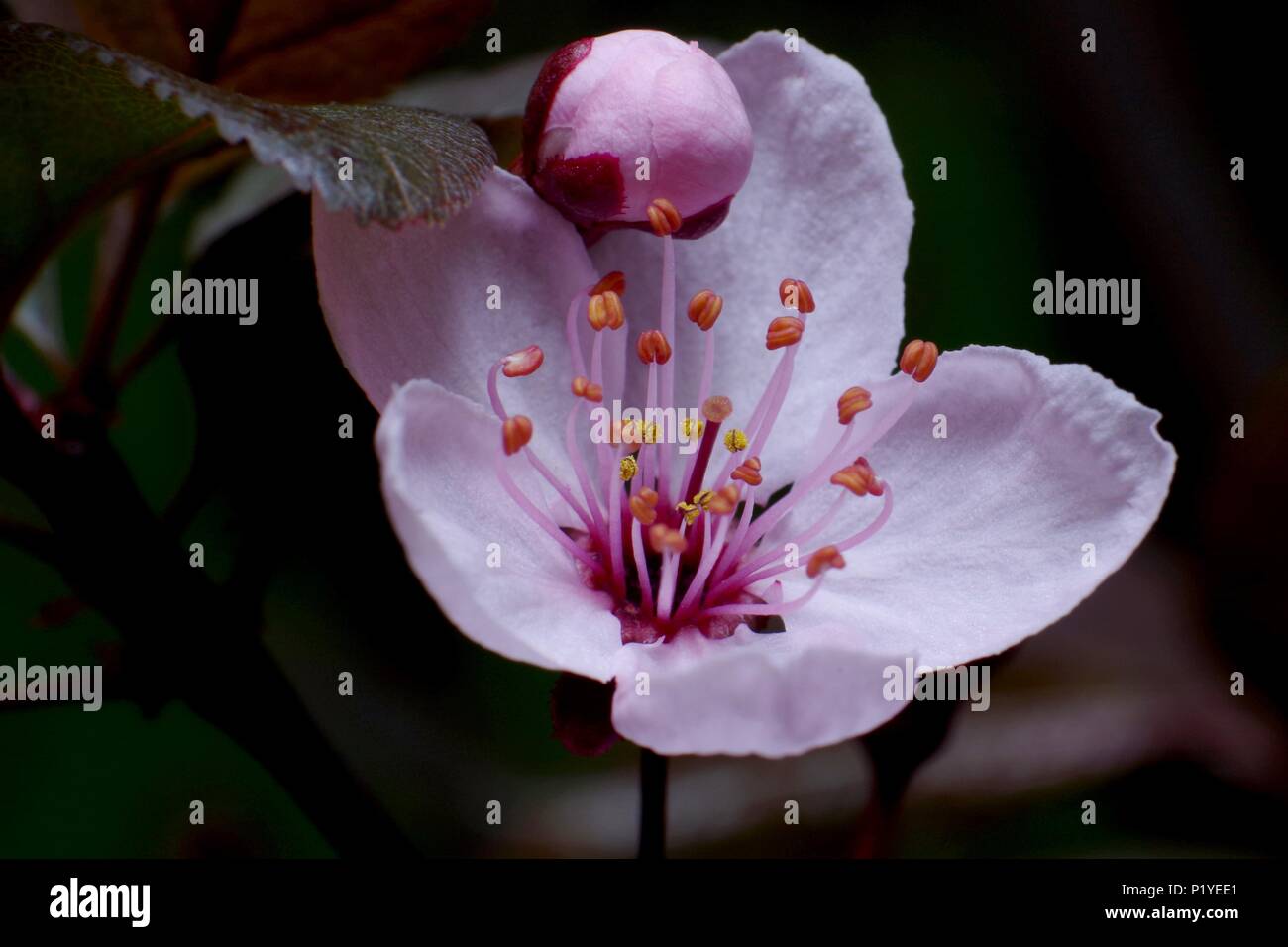 Flower with five petals hi-res stock photography and images - Alamy