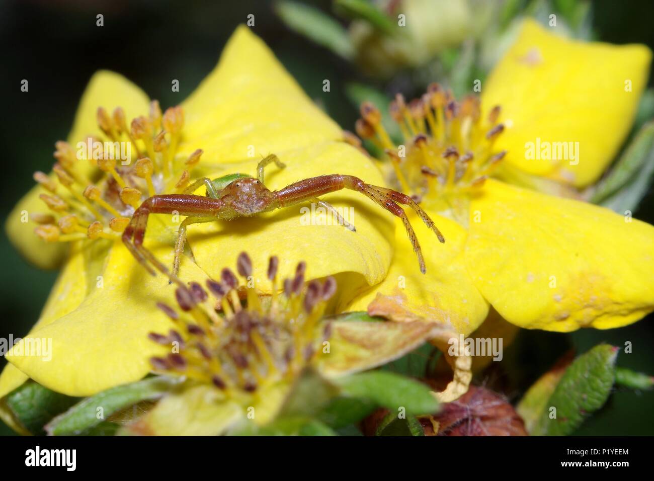 Flower meadow and insects hi-res stock photography and images - Alamy