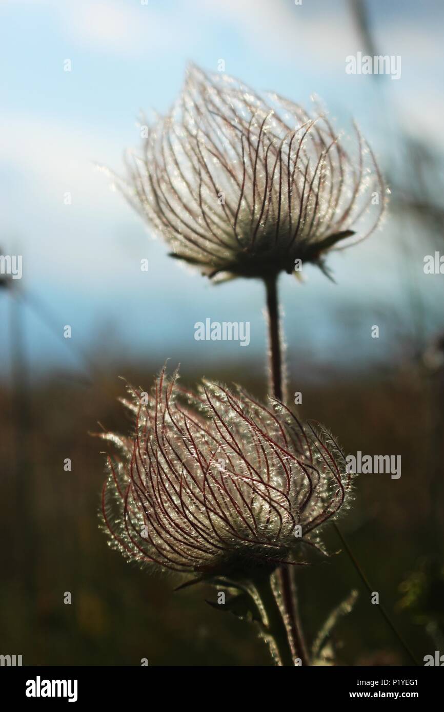 Hairy fruits of Geum montanum / alpine avens Stock Photo - Alamy