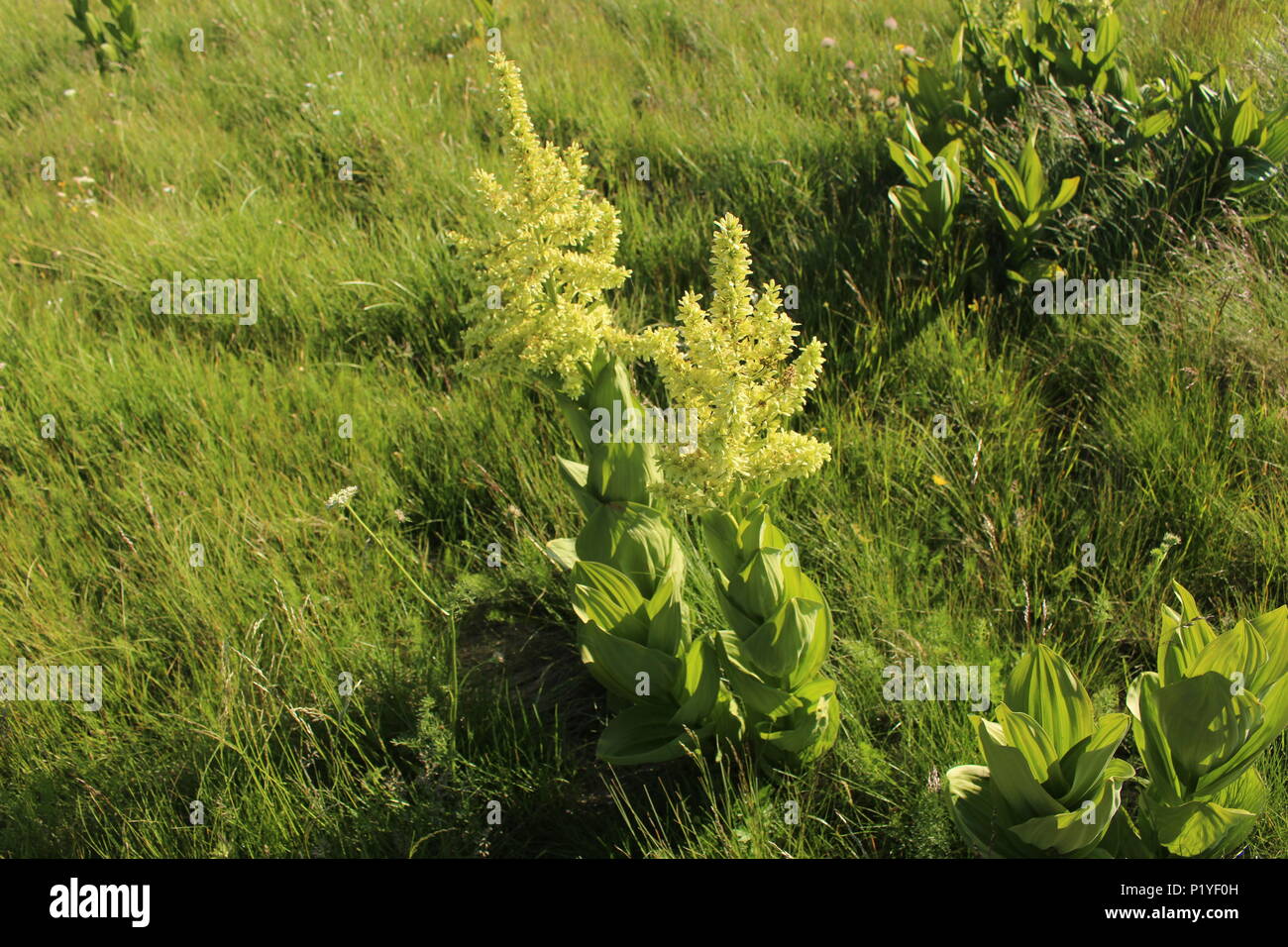 false helleborine plants (Veratrum album - lobelianum) on the Maglich ...