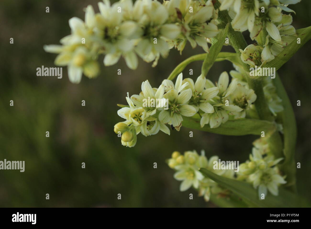 Close up green flower of white veratrum (Veratrum lobelianum Stock ...