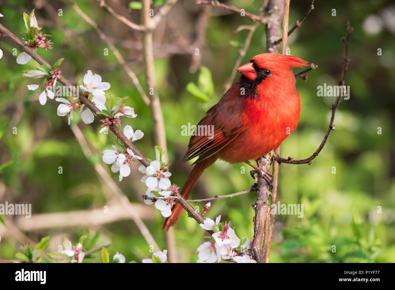 A Northern Cardinal poses among the cherry blossoms at Toronto's ...