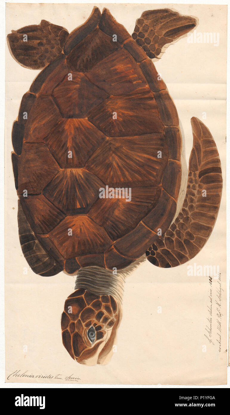 Turtle shell top view hi-res stock photography and images - Alamy