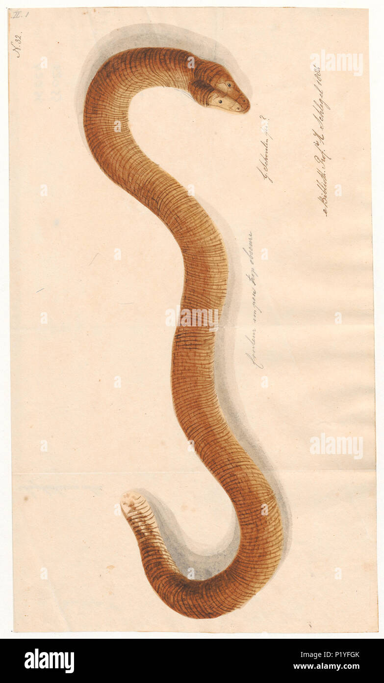 Amphisbaena hi-res stock photography and images - Alamy
