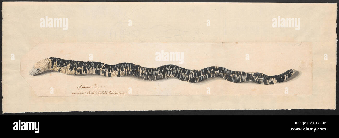 Elapidae hi-res stock photography and images - Alamy