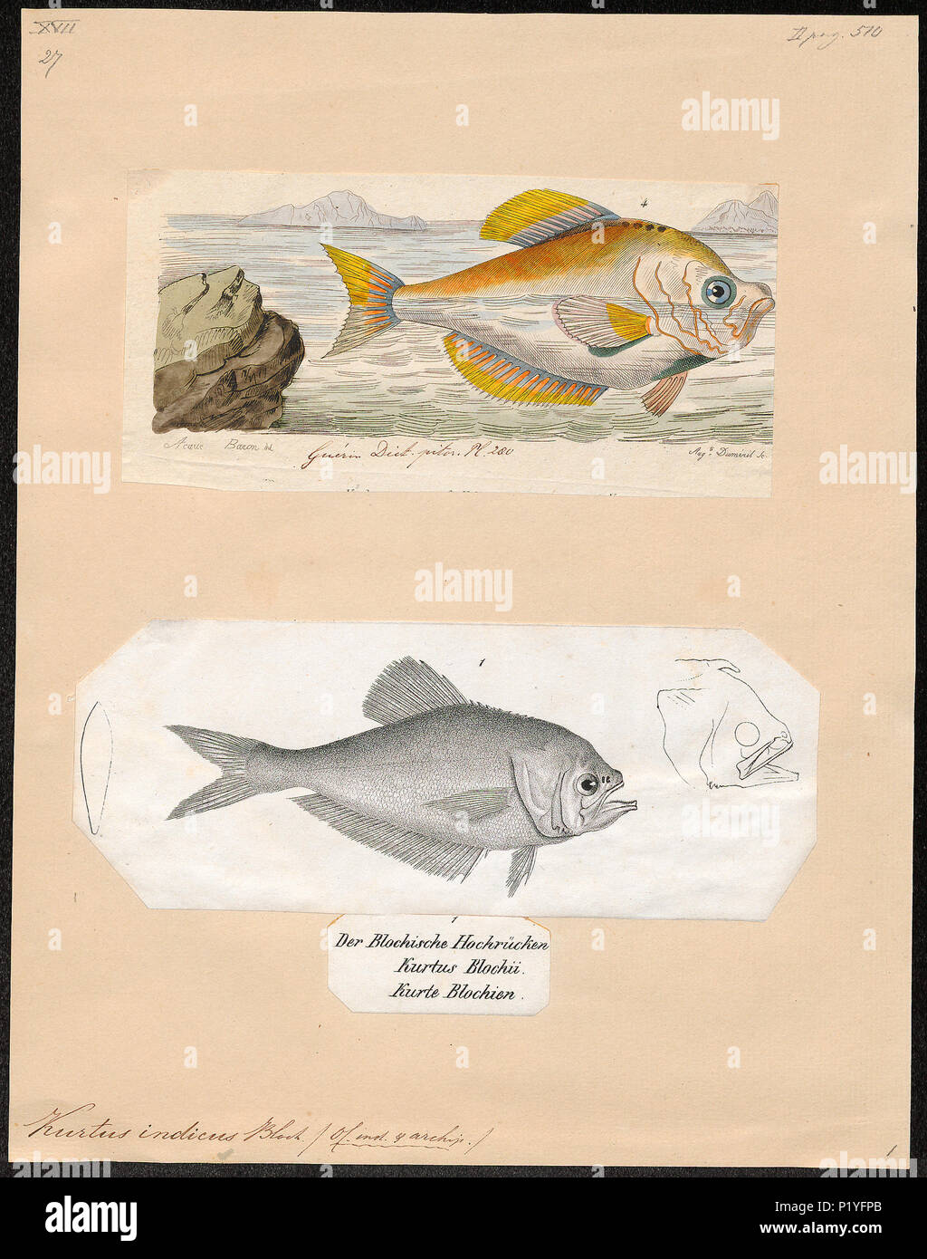 Kurtus hi-res stock photography and images - Alamy