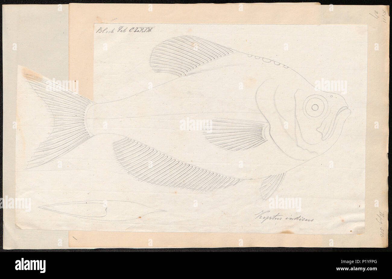 Kurtus hi-res stock photography and images - Alamy