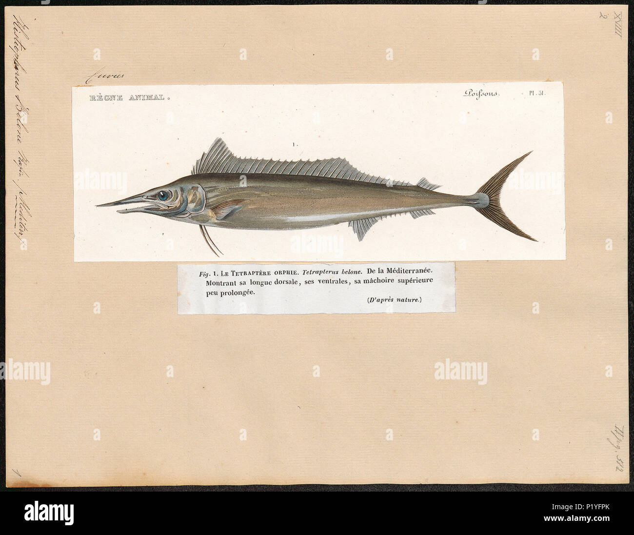 Tetrapturus belone hi-res stock photography and images - Alamy