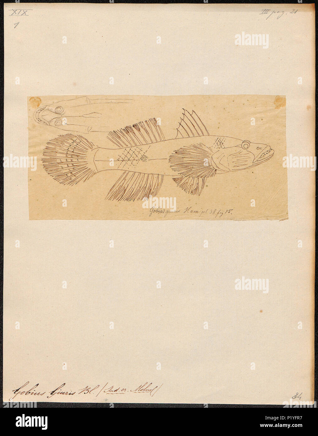 Glossogobius hi-res stock photography and images - Alamy