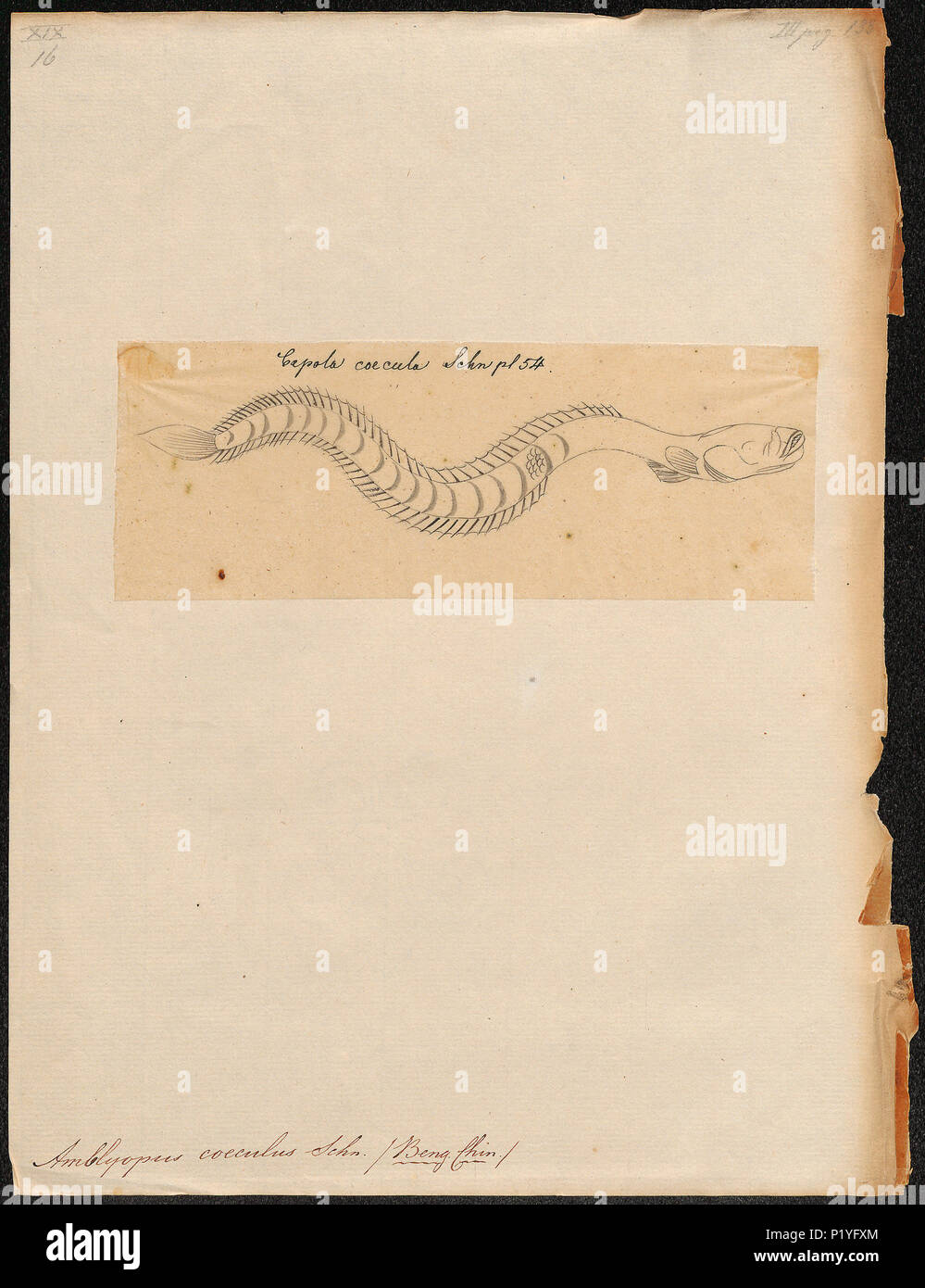 . Taenioides anguillaris syn. Amblyopus caeculus . between 1700 and ...