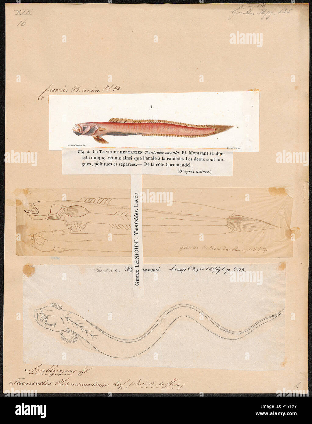 Odontamblyopus hi-res stock photography and images - Alamy