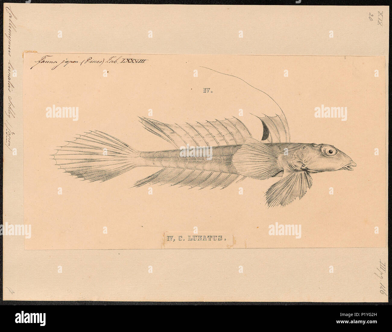 Callionymus lunatus hi-res stock photography and images - Alamy