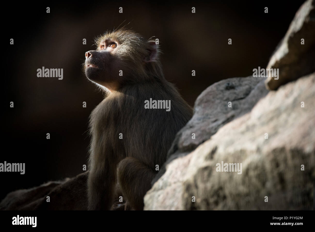 Old baboon hi-res stock photography and images - Alamy