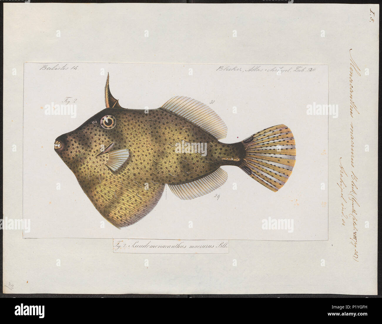 Monacanthus macrurus hi-res stock photography and images - Alamy