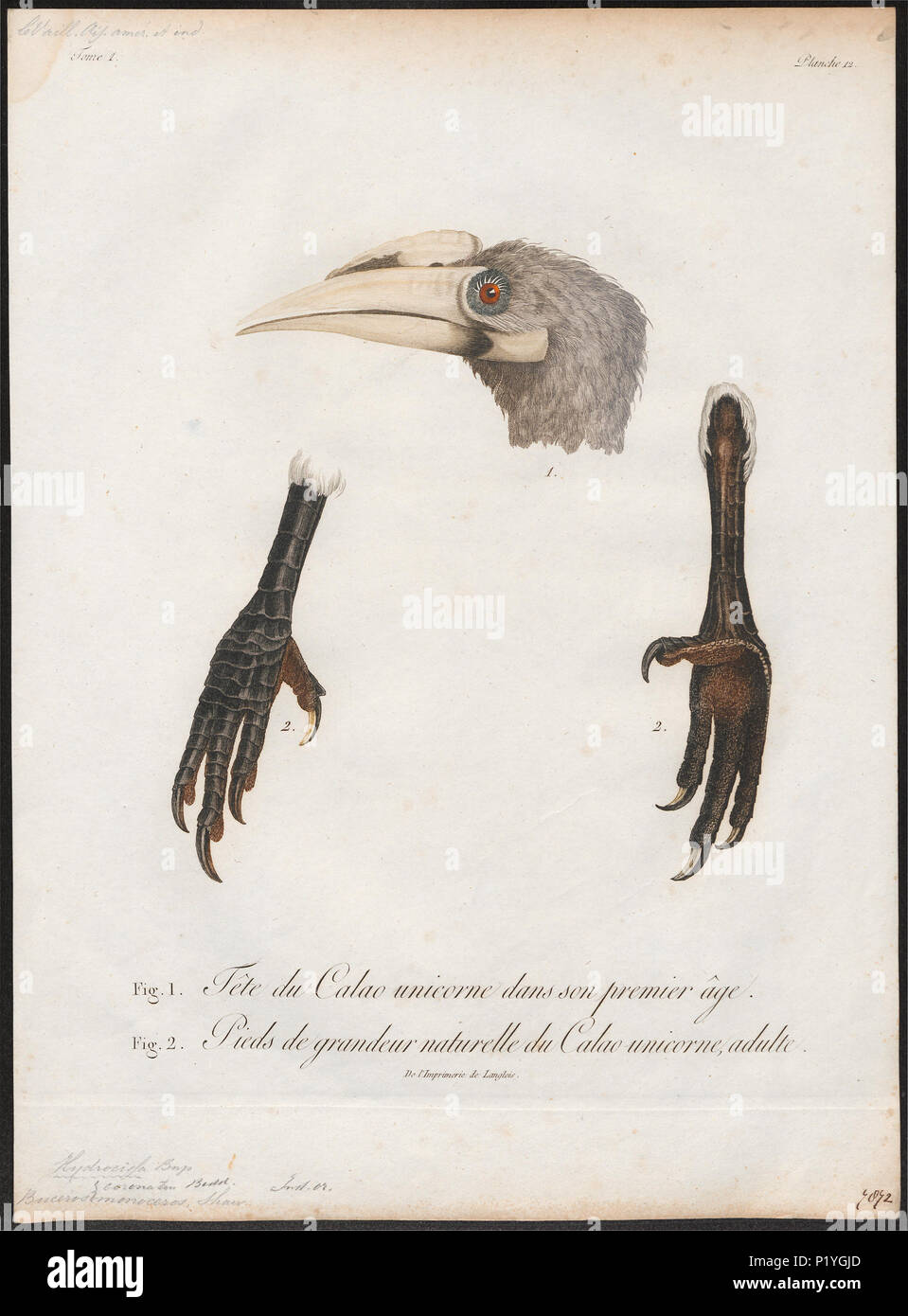 Hornbill bird foot hi-res stock photography and images - Alamy