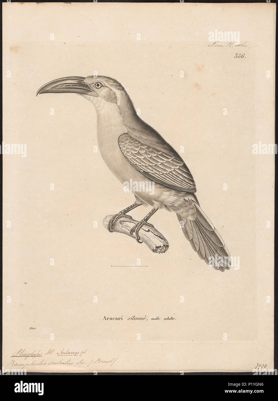 Pteroglossus sulcatus hi-res stock photography and images - Alamy