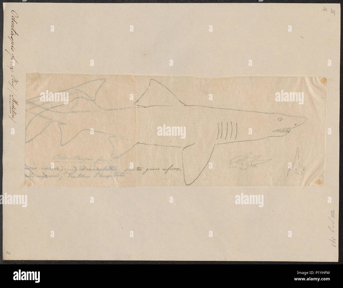 Odontaspis Ferox High Resolution Stock Photography and Images - Alamy