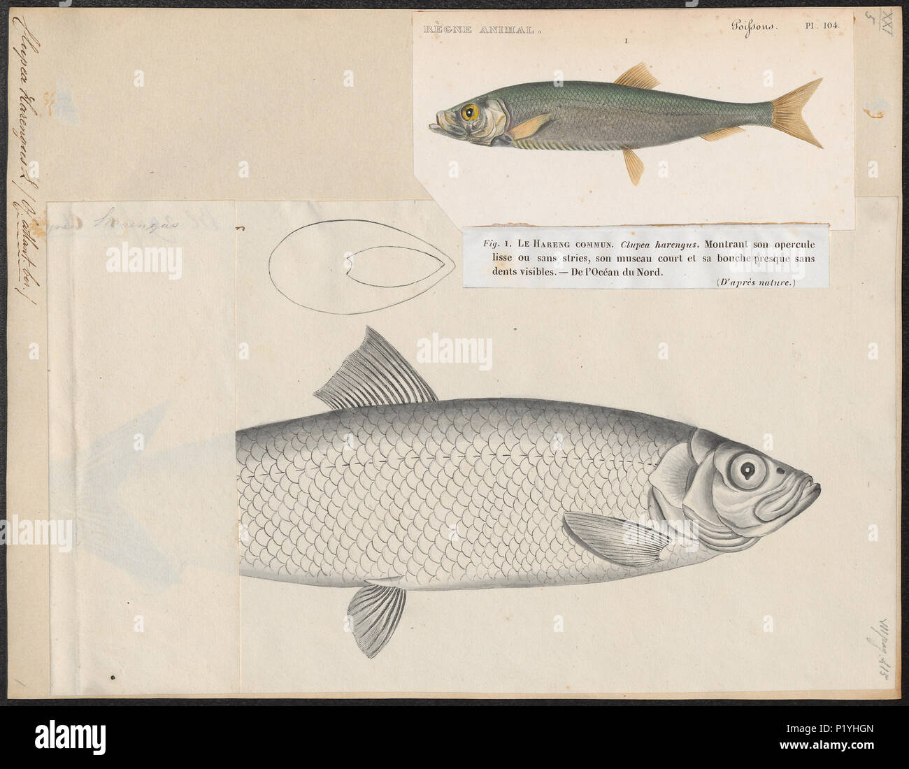 Harengus hi-res stock photography and images - Alamy
