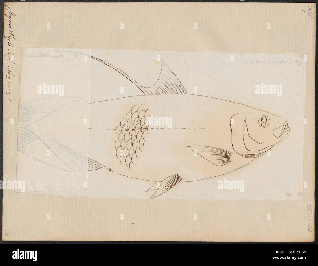 Clupanodon thrissa hi-res stock photography and images - Alamy