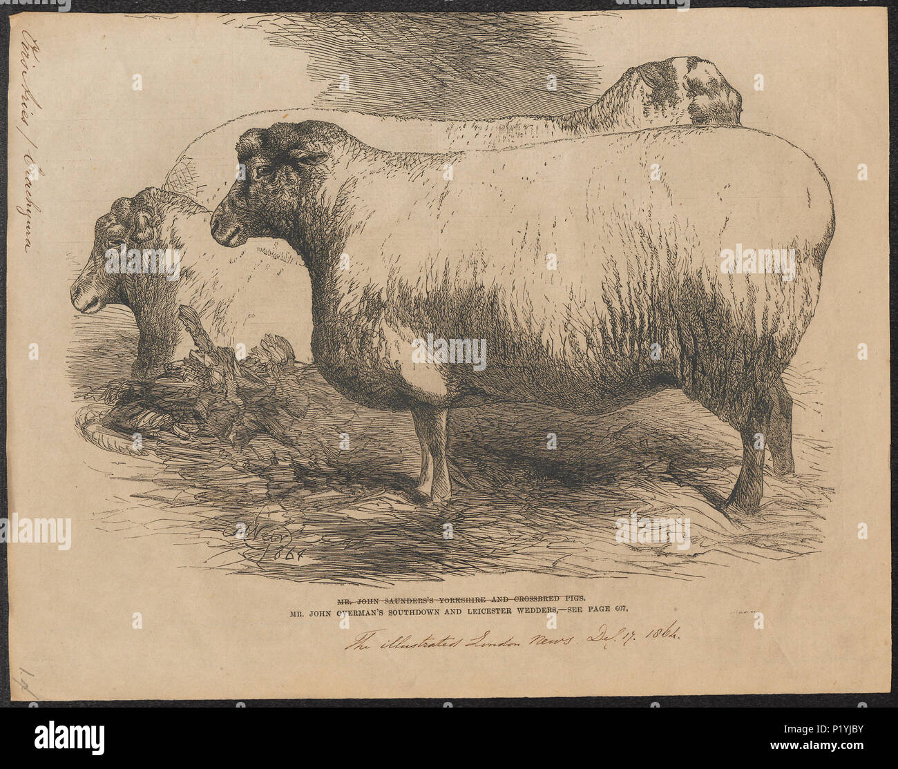 . Ovis aries brachyura . 1864 214 Ovis aries brachyura - 1864 - Print ...